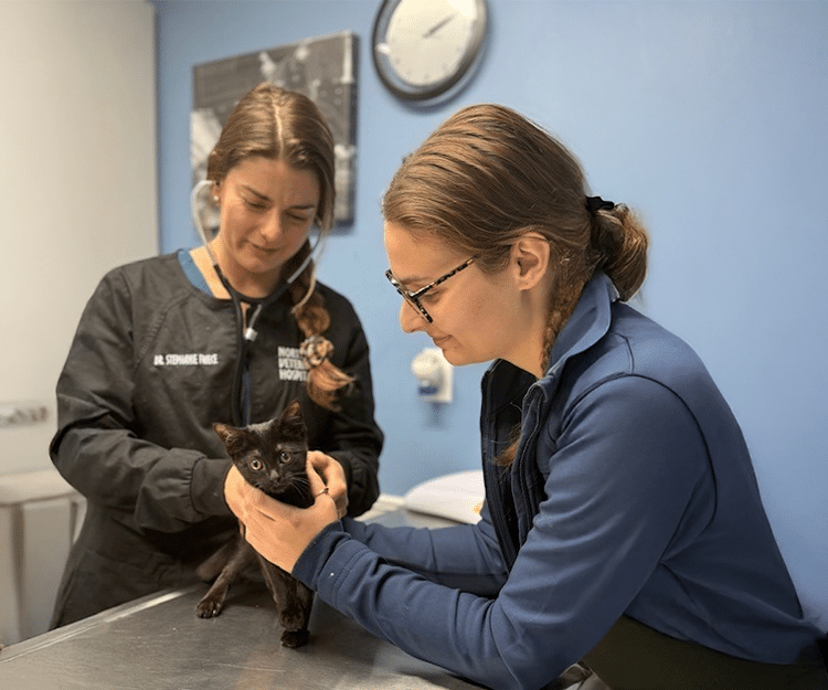 Wellness & Prevention | Vet in Northwood | Northwood Veterinary Hospital