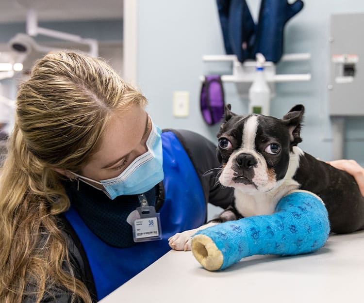 Diagnostics | Vet in Northwood | Northwood Veterinary Hospital