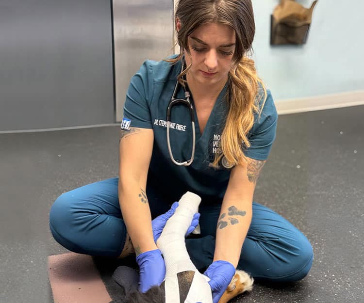 Illness & Injury | Vet in Northwood | Northwood Veterinary Hospital