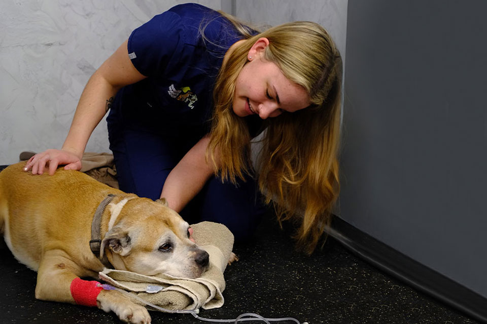 Illness & Injury | Vet in Northwood | Northwood Veterinary Hospital